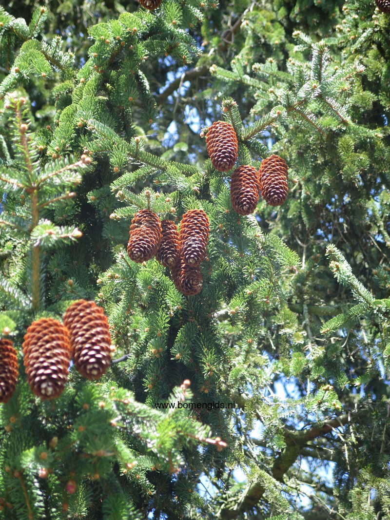 Herken de boomsoort NL: Fijnspar; Latin: Picea abies; UK: Norway spruce ...