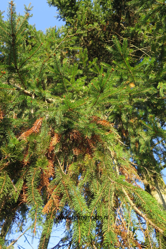 Herken de boomsoort NL: Fijnspar; Latin: Picea abies; UK: Norway spruce ...