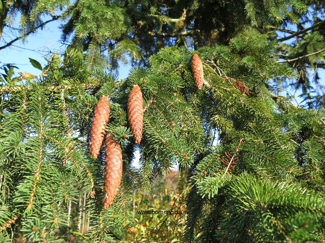 Herken de boomsoort NL: Fijnspar; Latin: Picea abies; UK: Norway spruce ...