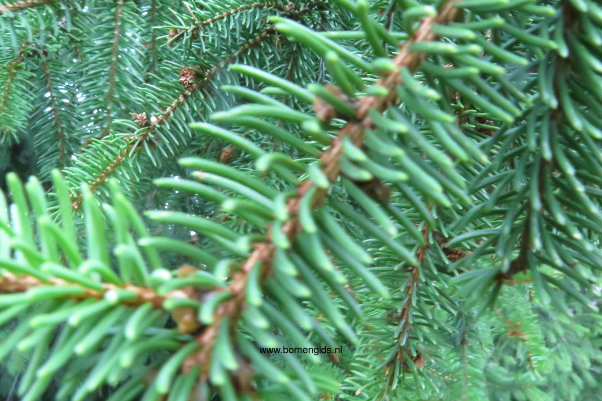 Herken de boomsoort NL: Fijnspar; Latin: Picea abies; UK: Norway spruce ...