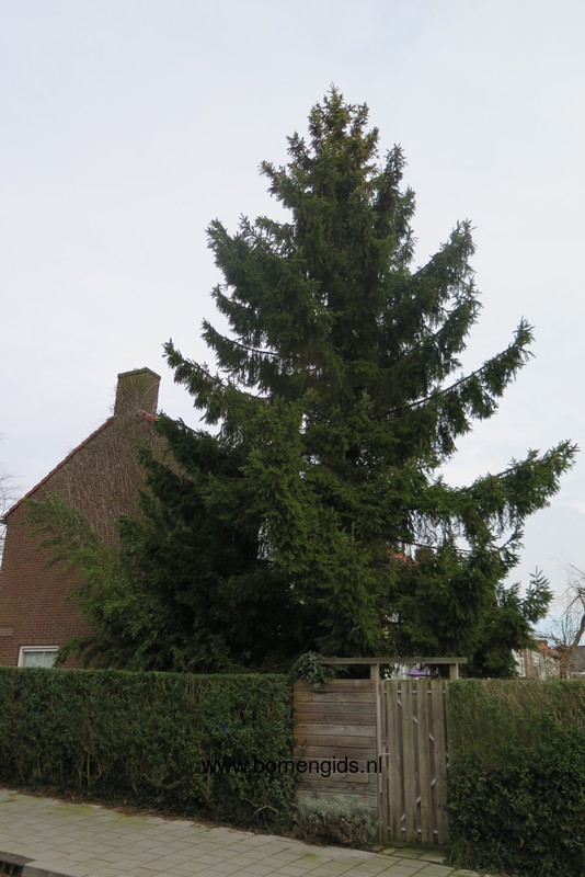 Herken de boomsoort NL: Fijnspar; Latin: Picea abies; UK: Norway spruce ...