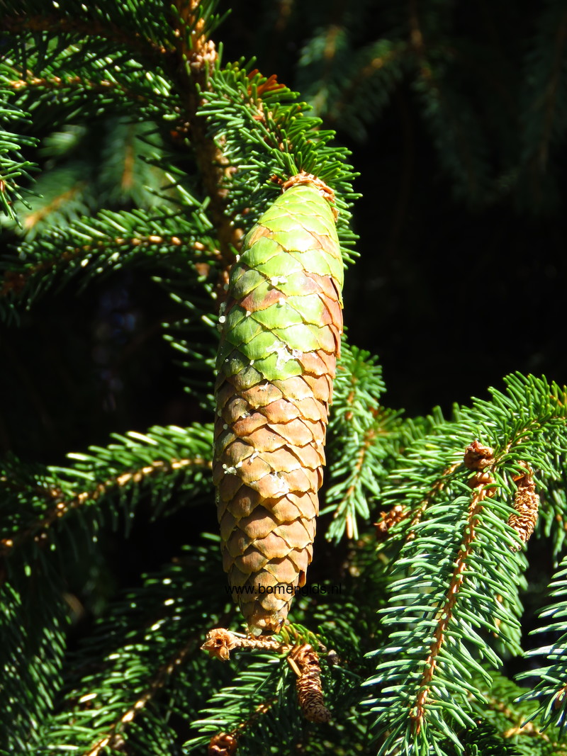Herken de boomsoort NL: Fijnspar; Latin: Picea abies; UK: Norway spruce ...