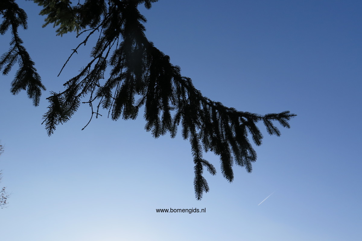 Herken de boomsoort NL: Fijnspar; Latin: Picea abies; UK: Norway spruce ...