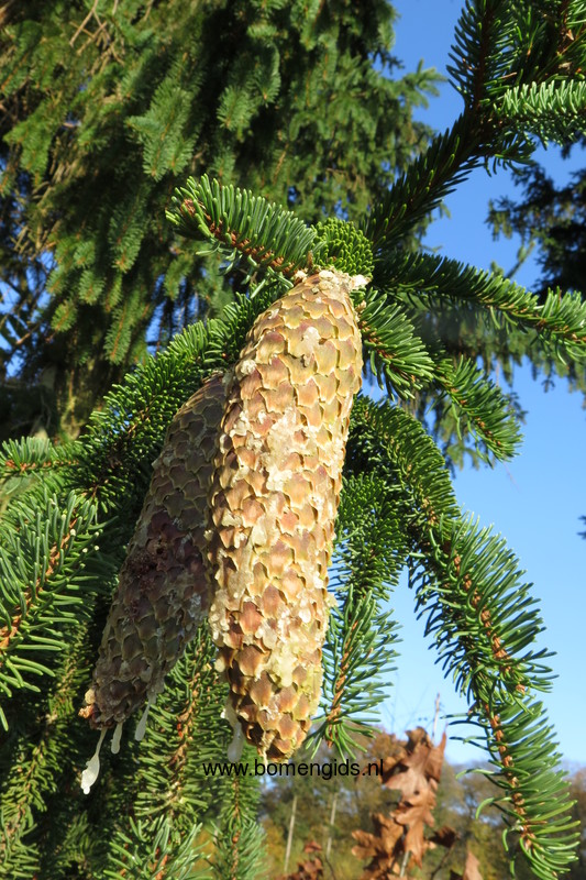 Herken de boomsoort NL: Fijnspar; Latin: Picea abies; UK: Norway spruce ...