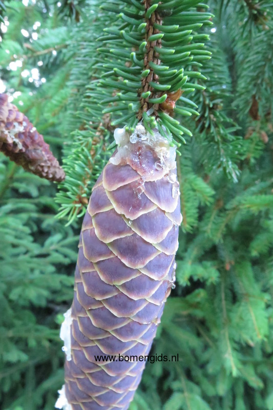 Herken de boomsoort NL: Fijnspar; Latin: Picea abies; UK: Norway spruce ...