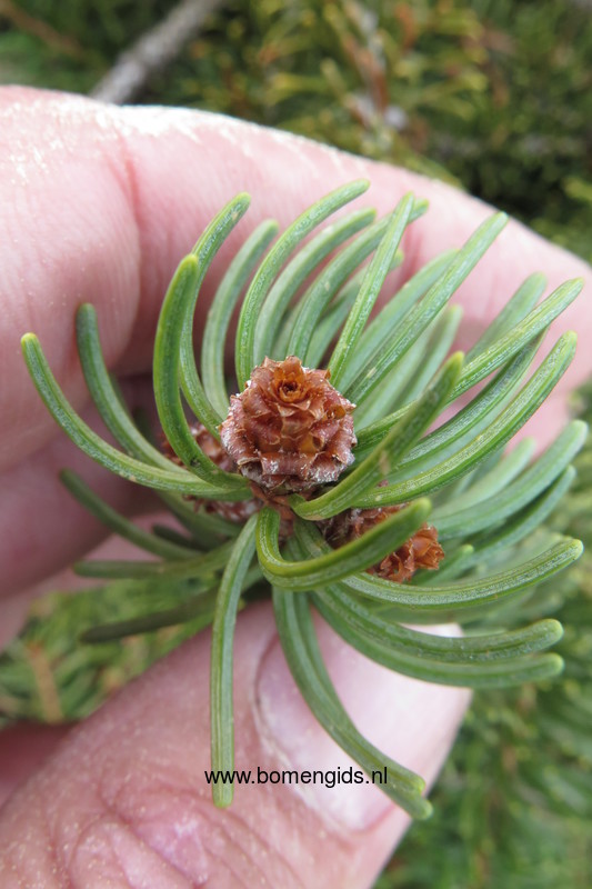 Herken de boomsoort NL: Fijnspar; Latin: Picea abies; UK: Norway spruce ...