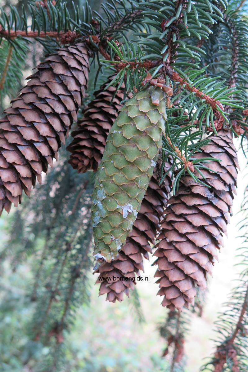 Herken de boomsoort NL: Fijnspar; Latin: Picea abies; UK: Norway spruce ...