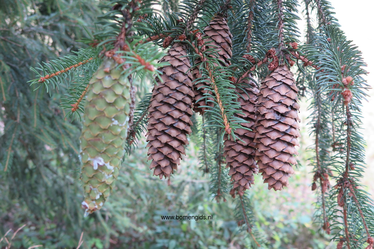 Herken de boomsoort NL: Fijnspar; Latin: Picea abies; UK: Norway spruce ...