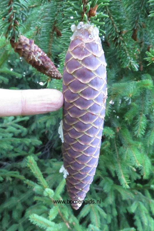 Herken de boomsoort NL: Fijnspar; Latin: Picea abies; UK: Norway spruce ...