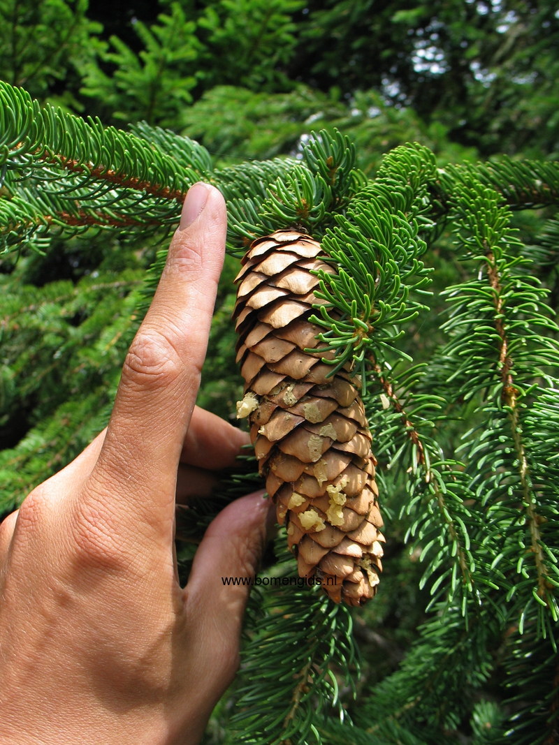 Herken de boomsoort NL: Fijnspar; Latin: Picea abies; UK: Norway spruce ...