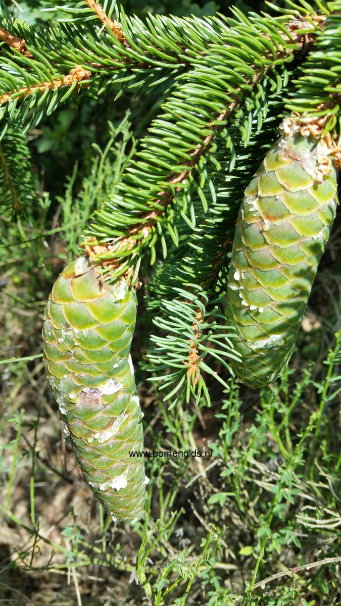 Boomsoorten die horen bij sparren