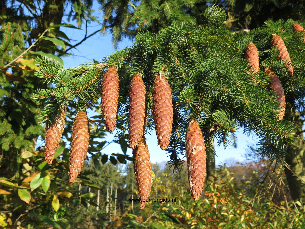 Herken de boomsoort NL: Fijnspar; Latin: Picea abies; UK: Norway spruce ...