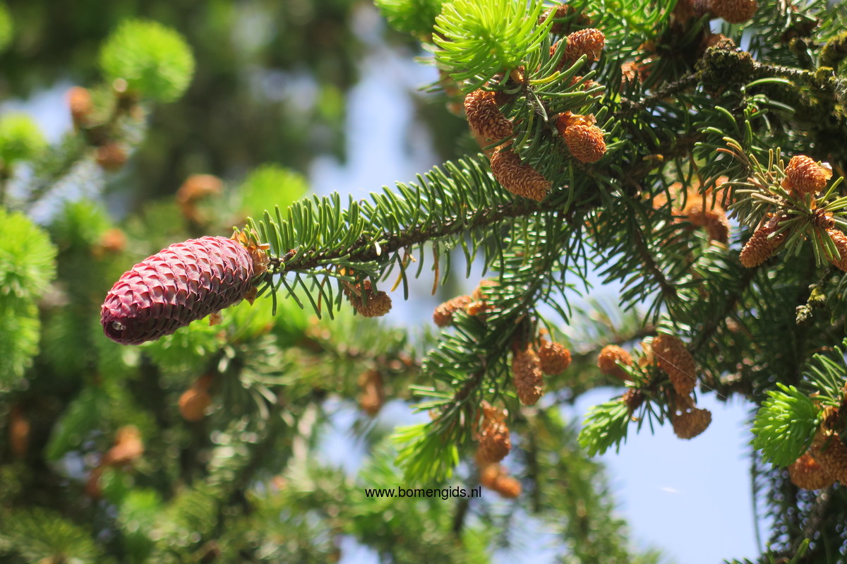 Herken de boomsoort NL: Fijnspar; Latin: Picea abies; UK: Norway spruce ...