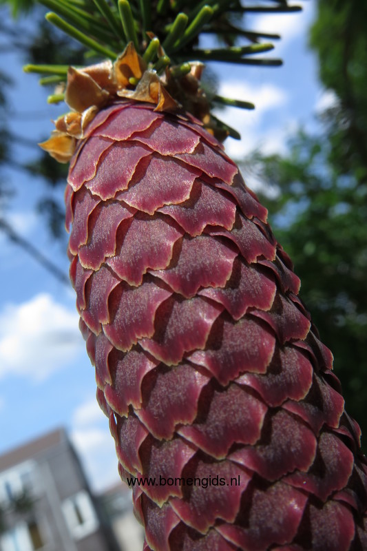Herken de boomsoort NL: Fijnspar; Latin: Picea abies; UK: Norway spruce ...