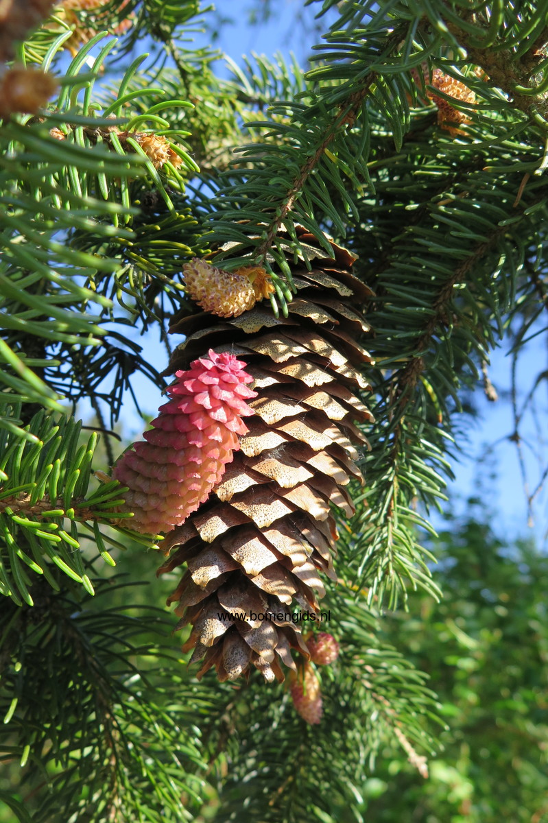 Herken de boomsoort NL: Fijnspar; Latin: Picea abies; UK: Norway spruce ...