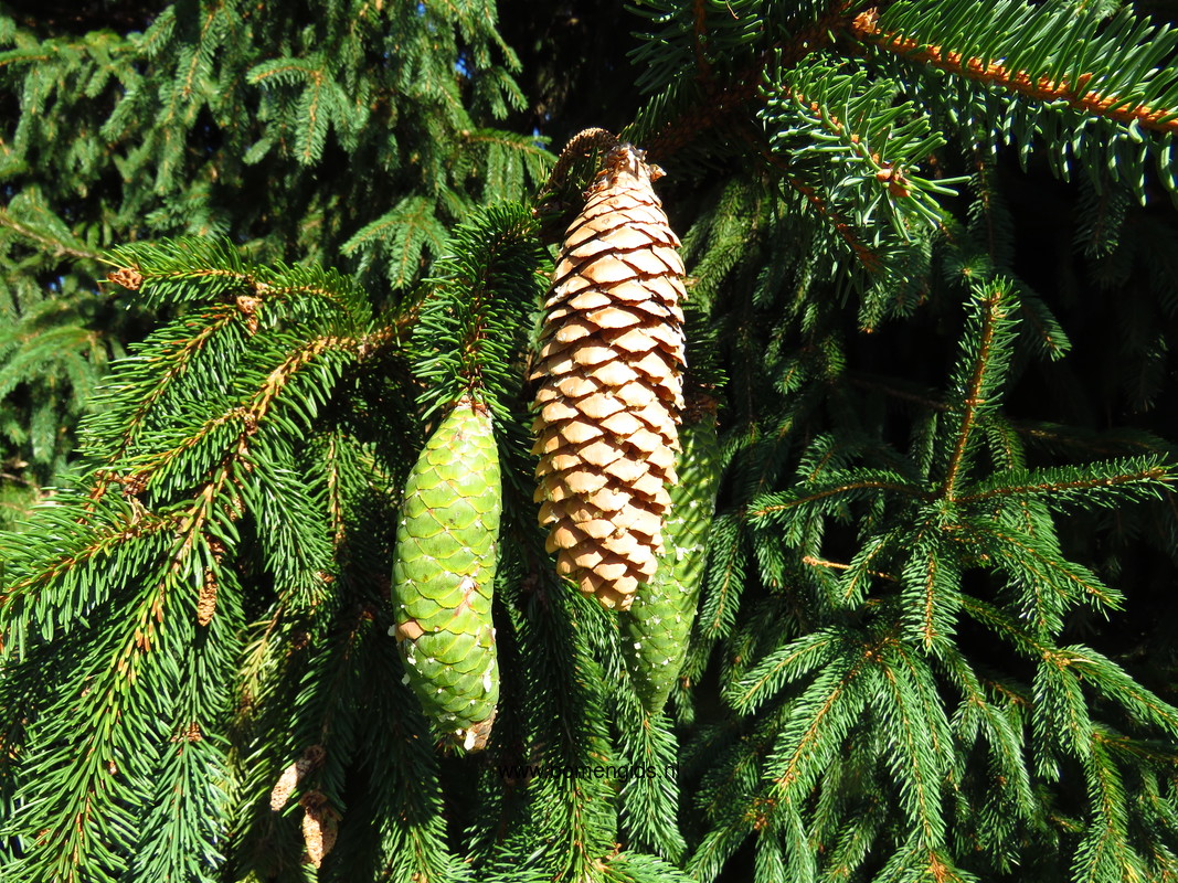 Herken de boomsoort NL: Fijnspar; Latin: Picea abies; UK: Norway spruce ...