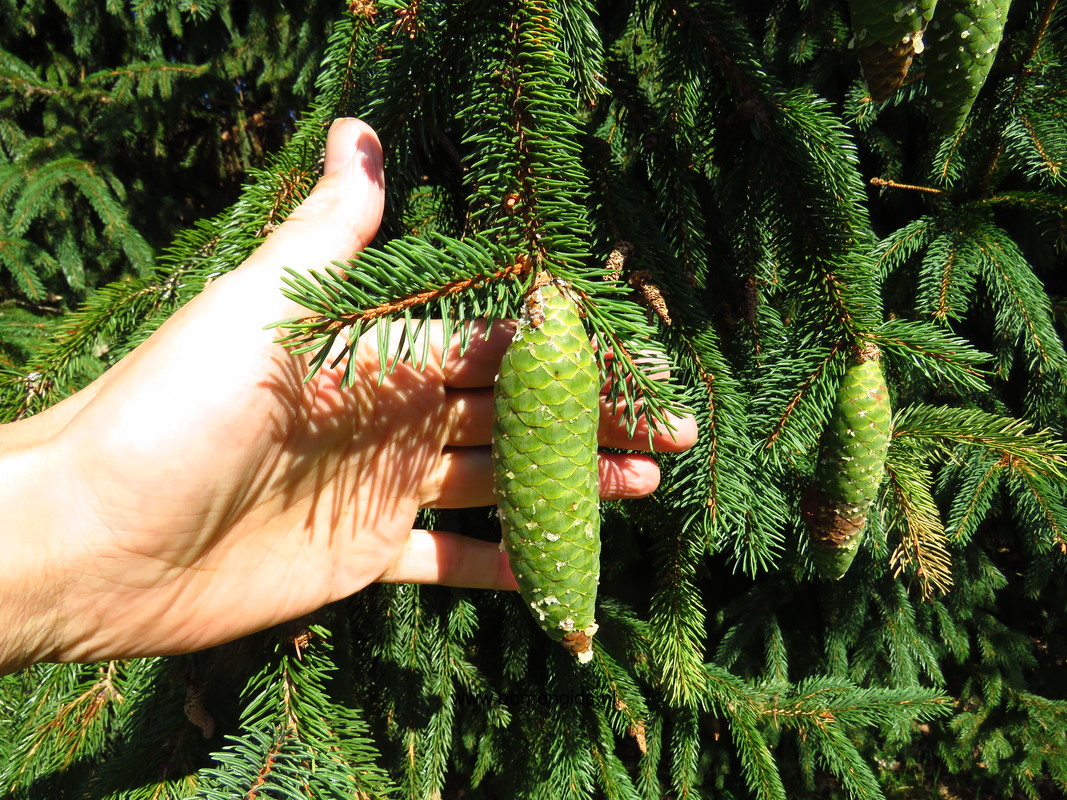 Herken de boomsoort NL: Fijnspar; Latin: Picea abies; UK: Norway spruce ...