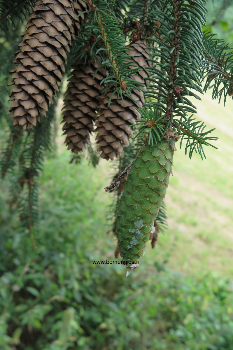 Herken de boomsoort NL: Fijnspar; Latin: Picea abies; UK: Norway spruce ...