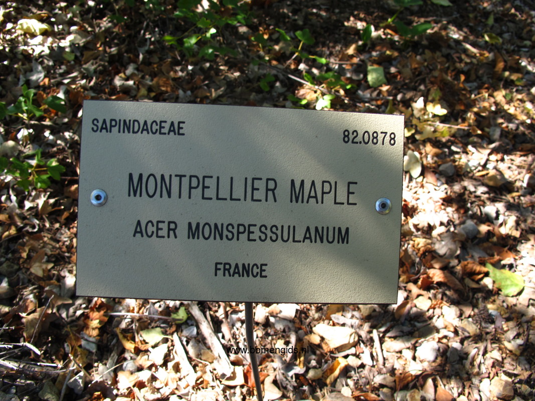 Herken de boomsoort NL: Franse esdoorn; Latin: Acer monspessulanum; UK ...