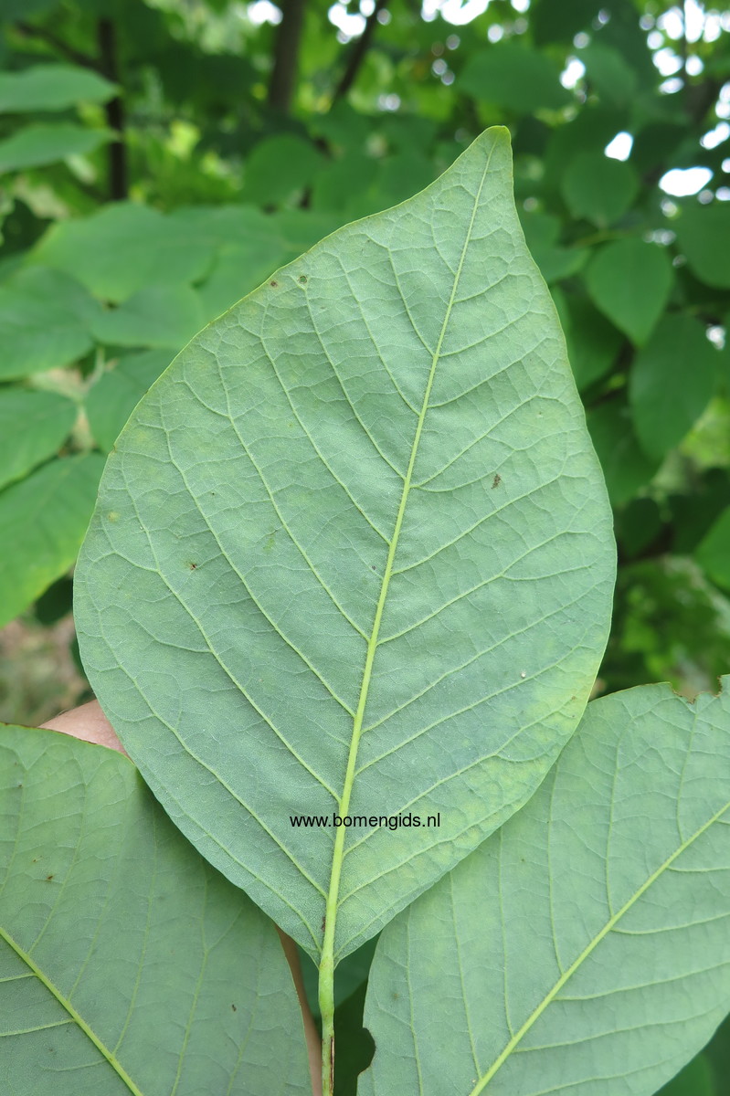 Herken de boomsoort NL: Geelhout; Latin: Cladrastis lutea; UK: Kentucky ...