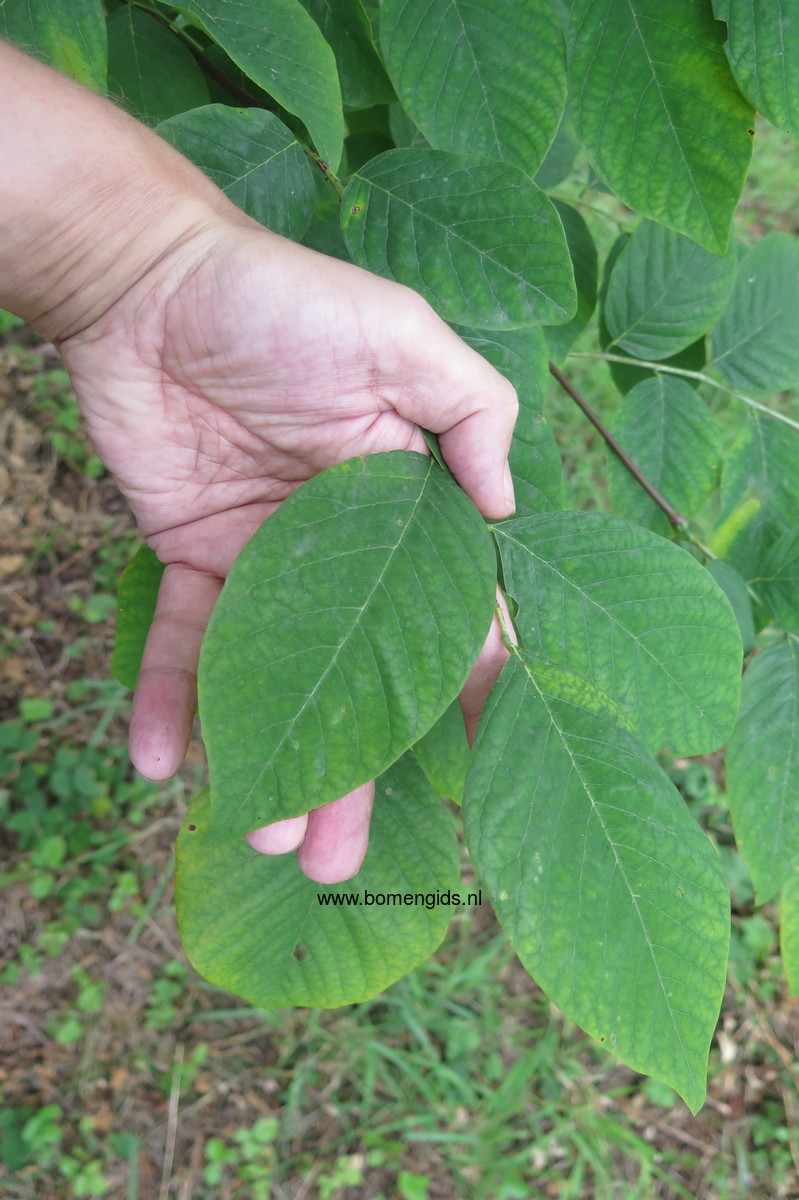 Herken de boomsoort NL: Geelhout; Latin: Cladrastis lutea; UK: Kentucky ...