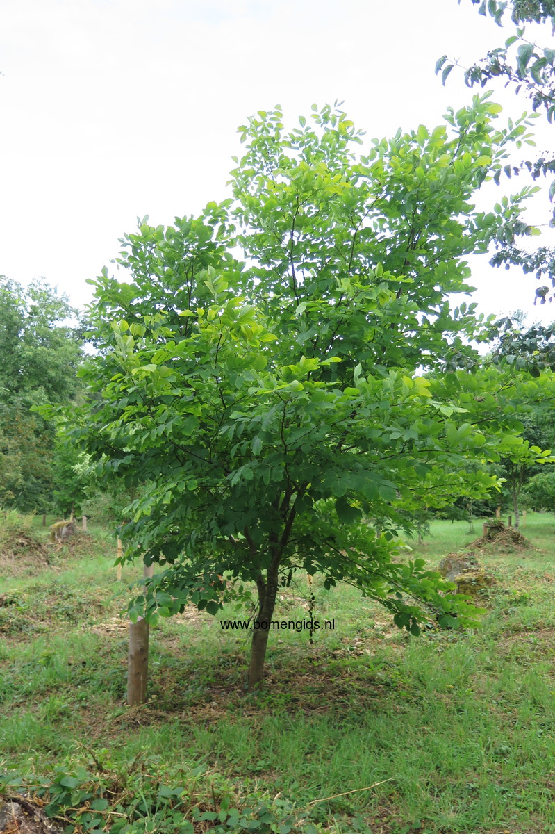 Herken de boomsoort NL: Geelhout; Latin: Cladrastis lutea; UK: Kentucky ...