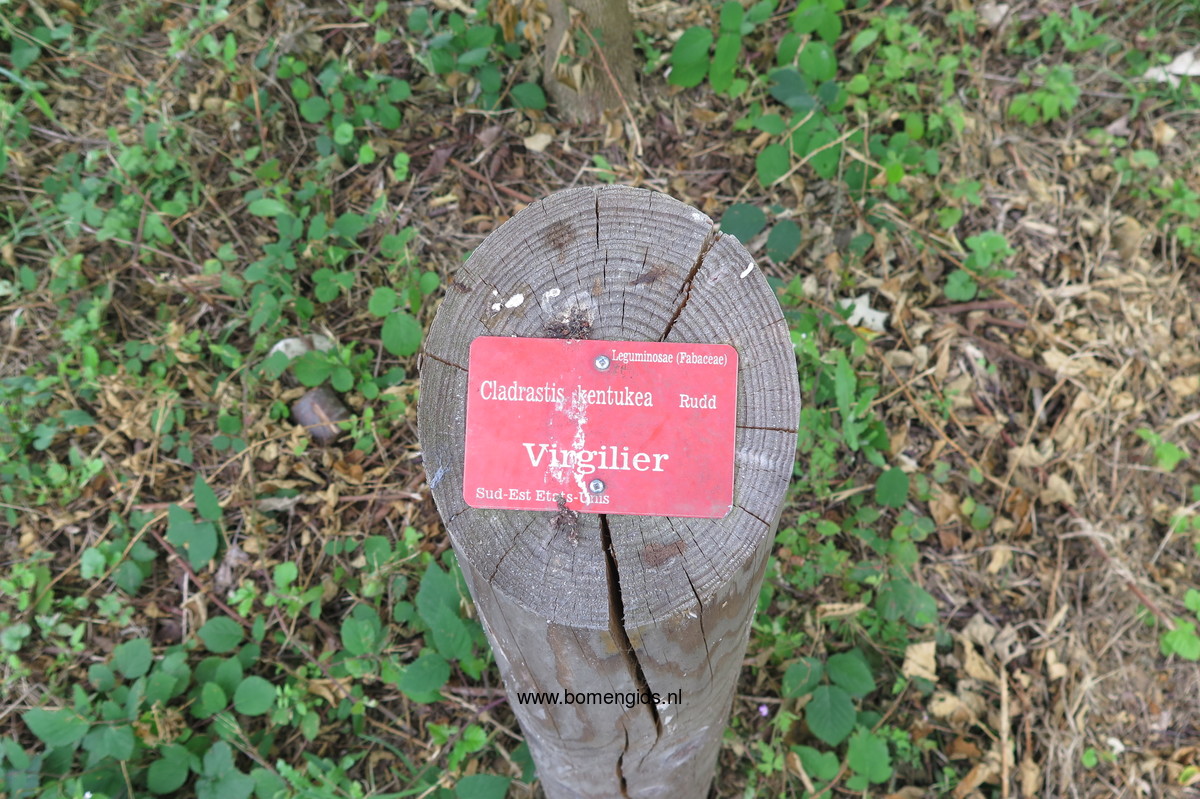 Herken de boomsoort NL: Geelhout; Latin: Cladrastis lutea; UK: Kentucky ...