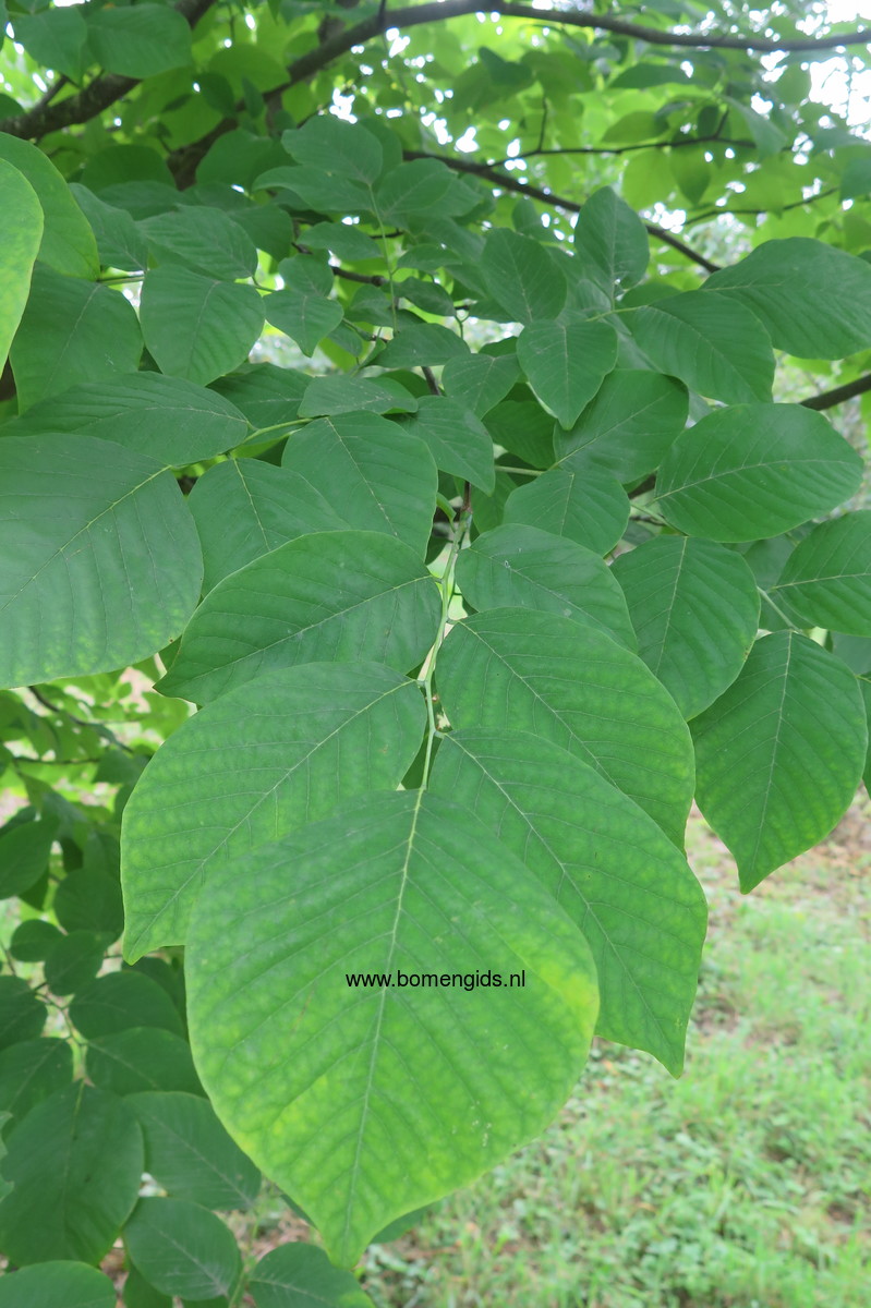 Herken de boomsoort NL: Geelhout; Latin: Cladrastis lutea; UK: Kentucky ...