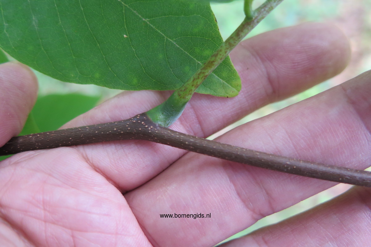 Herken de boomsoort NL: Geelhout; Latin: Cladrastis lutea; UK: Kentucky ...