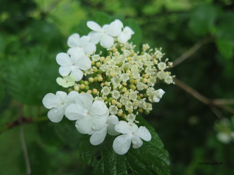 Herken de boomsoort NL: Gelderse roos--Sneeuwbal; Latin: Viburnum ...