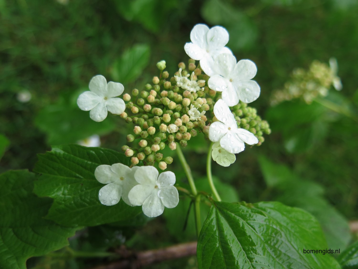 Herken de boomsoort NL: Gelderse roos--Sneeuwbal; Latin: Viburnum ...