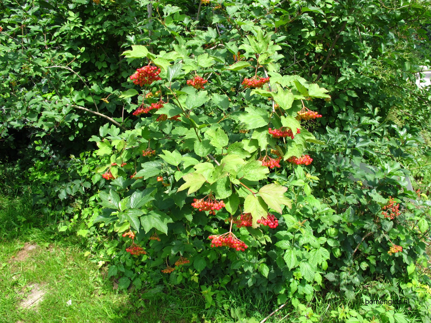 Herken de boomsoort NL: Gelderse roos--Sneeuwbal; Latin: Viburnum ...