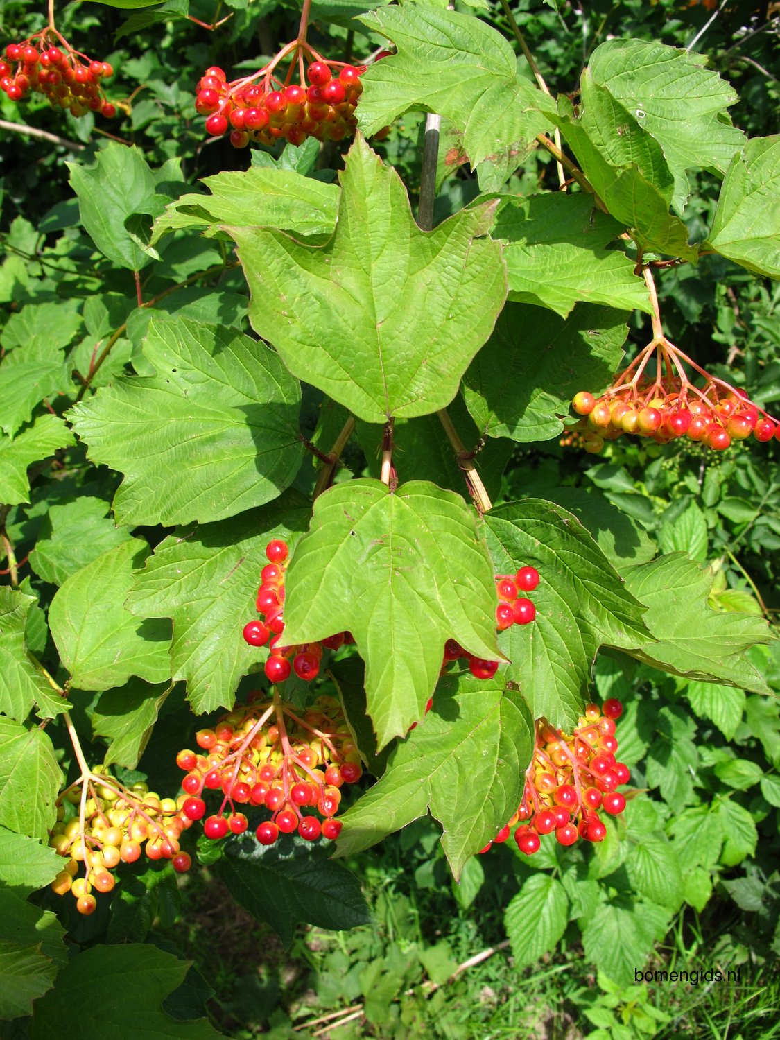 Herken de boomsoort NL: Gelderse roos--Sneeuwbal; Latin: Viburnum ...