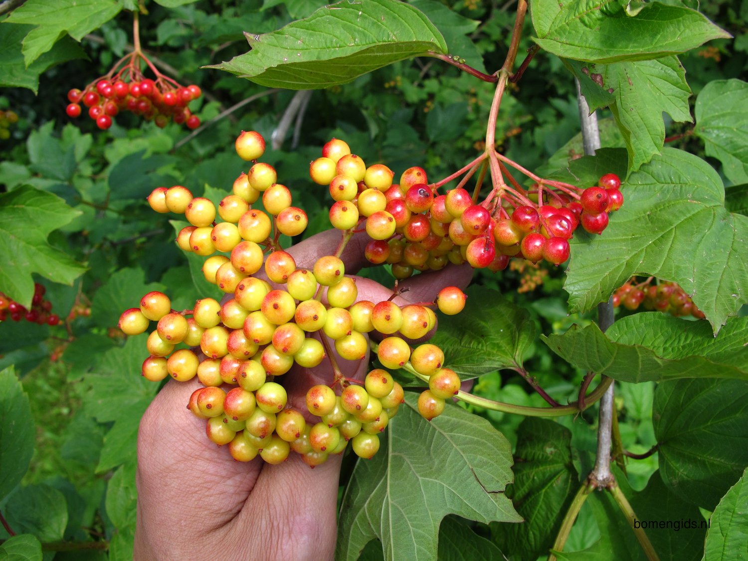 Herken de boomsoort NL: Gelderse roos--Sneeuwbal; Latin: Viburnum ...