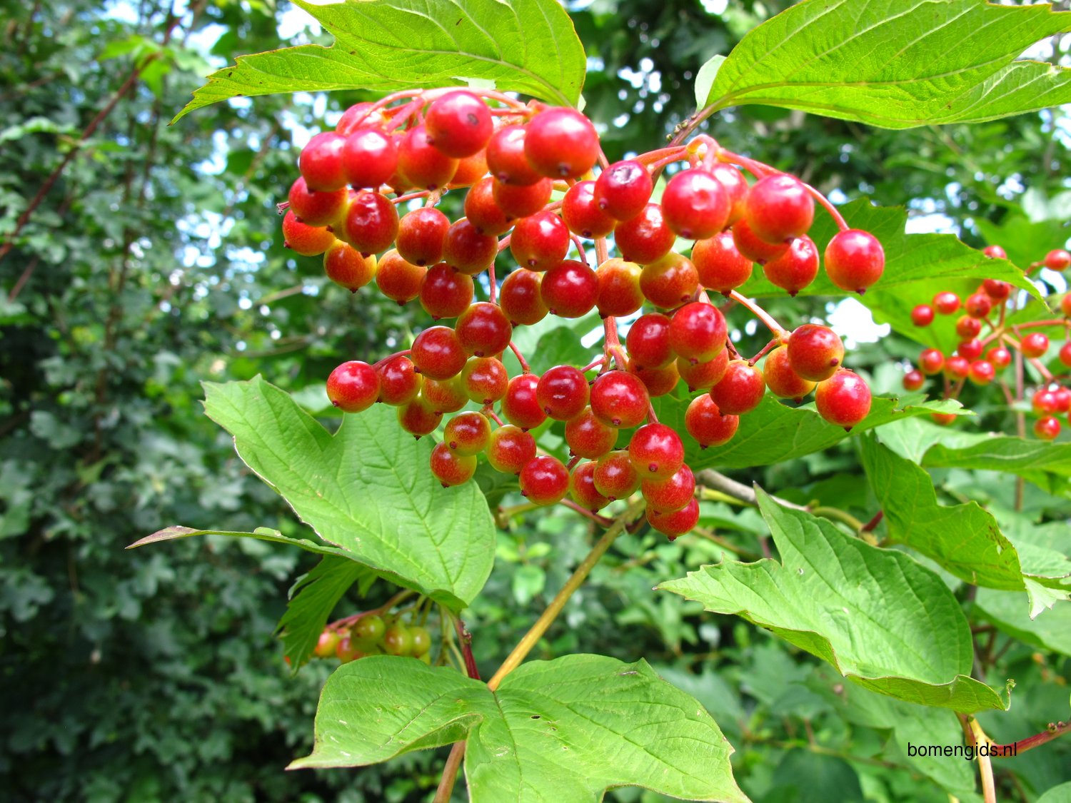 Herken de boomsoort NL: Gelderse roos--Sneeuwbal; Latin: Viburnum ...