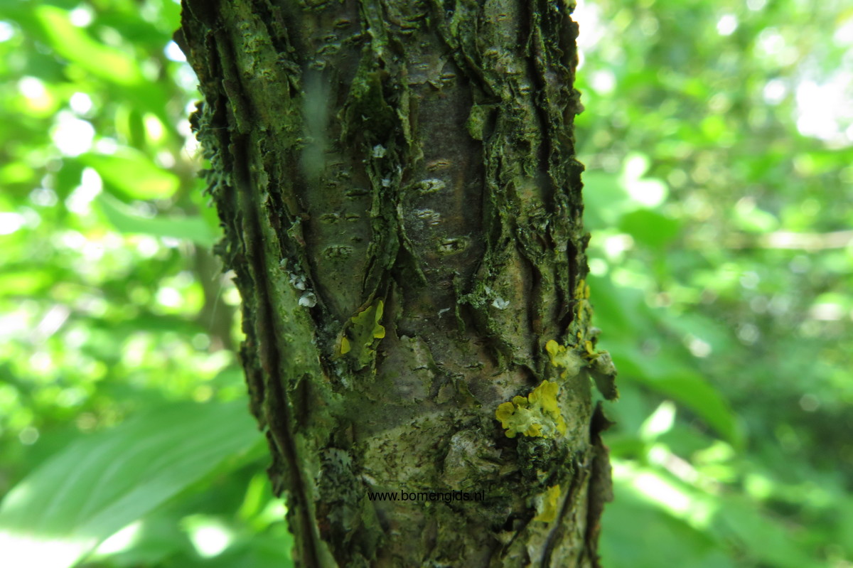 Herken de boomsoort NL: Gele kornoelje; Latin: Cornus mas; UK ...