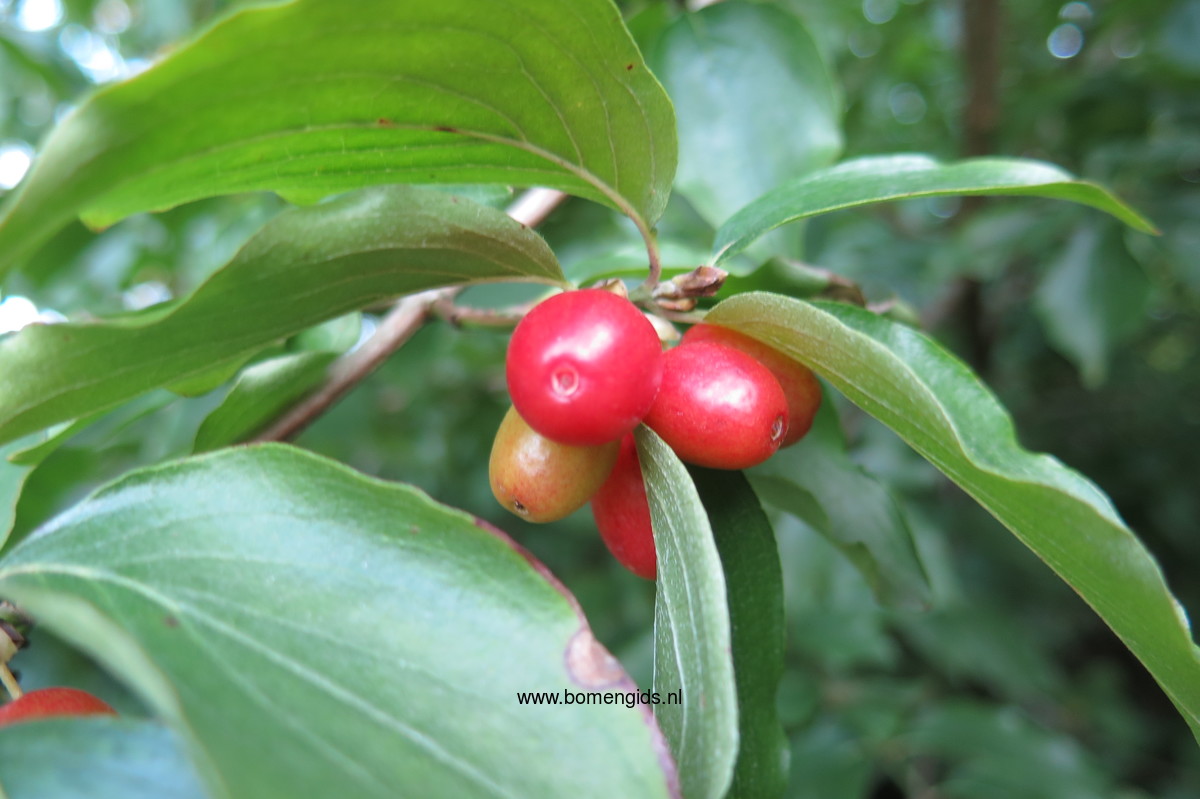 Herken de boomsoort NL: Gele kornoelje; Latin: Cornus mas; UK ...