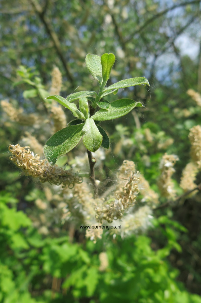 Herken de boomsoort NL: Geoorde wilg; Latin: Salix aurita; UK: Eared ...