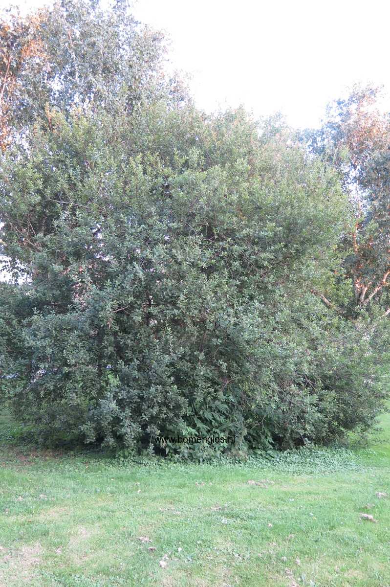 Herken de boomsoort NL: Geoorde wilg; Latin: Salix aurita; UK: Eared ...