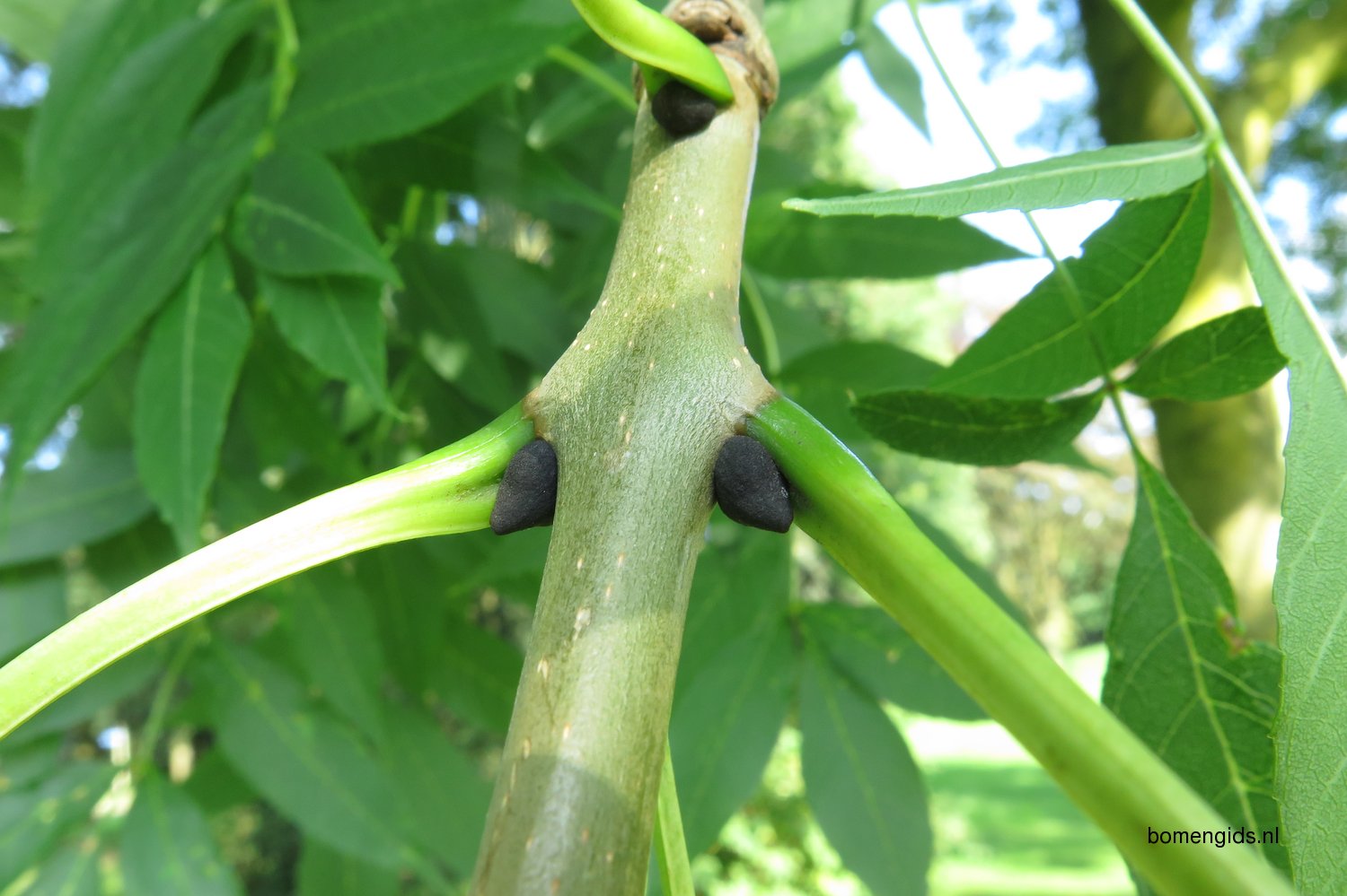 Herken de boomsoort NL: Gewone es; Latin: Fraxinus excelsior; UK ...