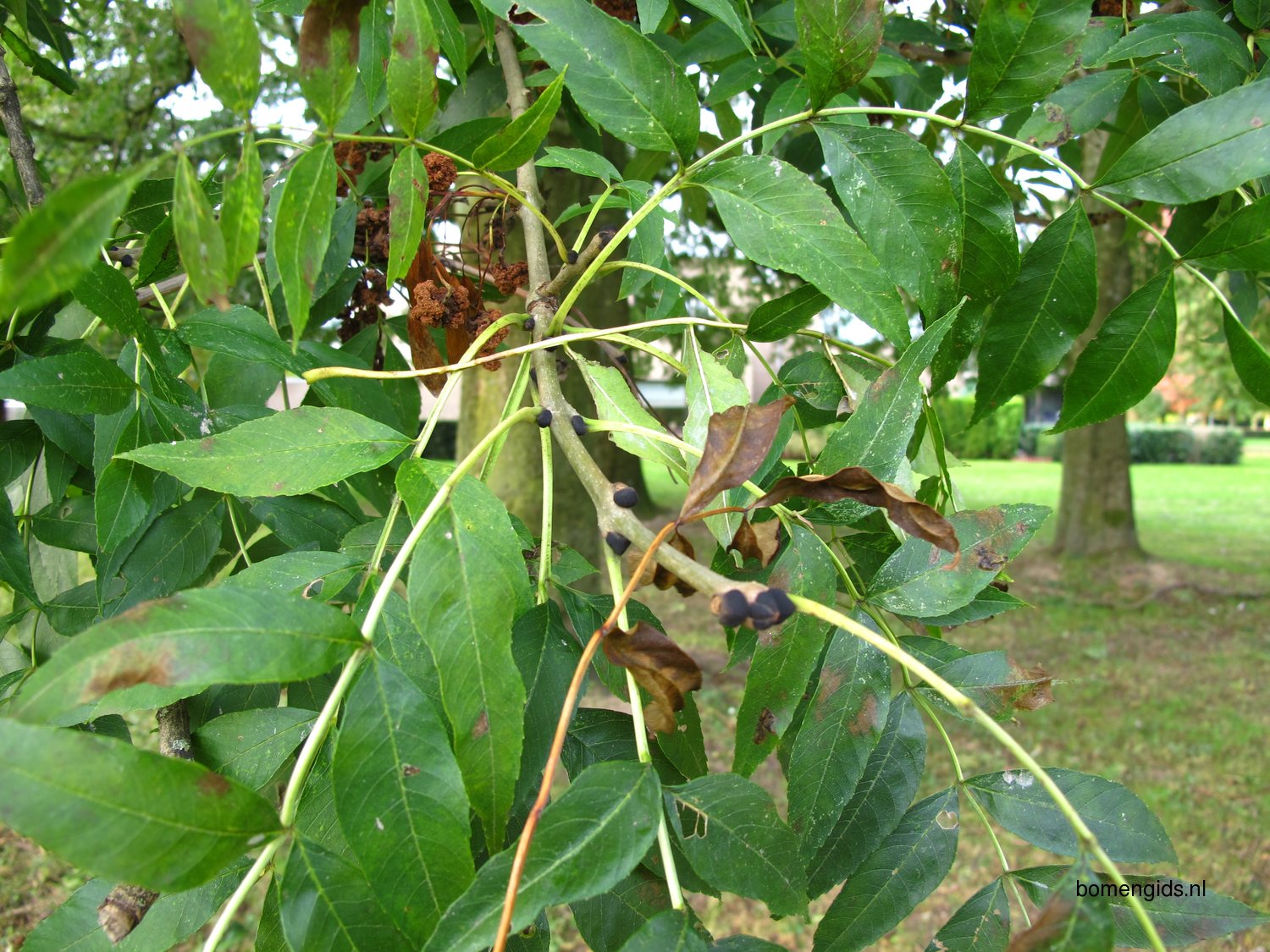 Herken de boomsoort NL: Gewone es; Latin: Fraxinus excelsior; UK ...