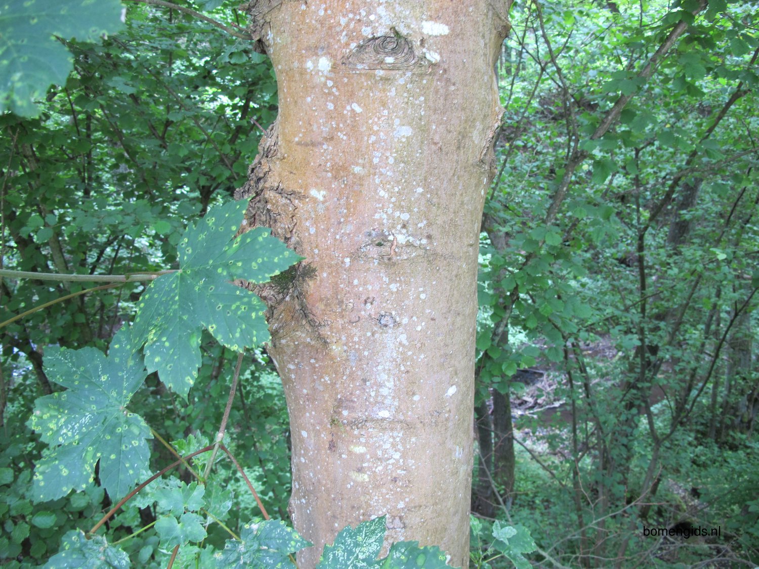 Herken de boomsoort NL: Gewone esdoorn; Latin: Acer pseudoplatanus; UK ...