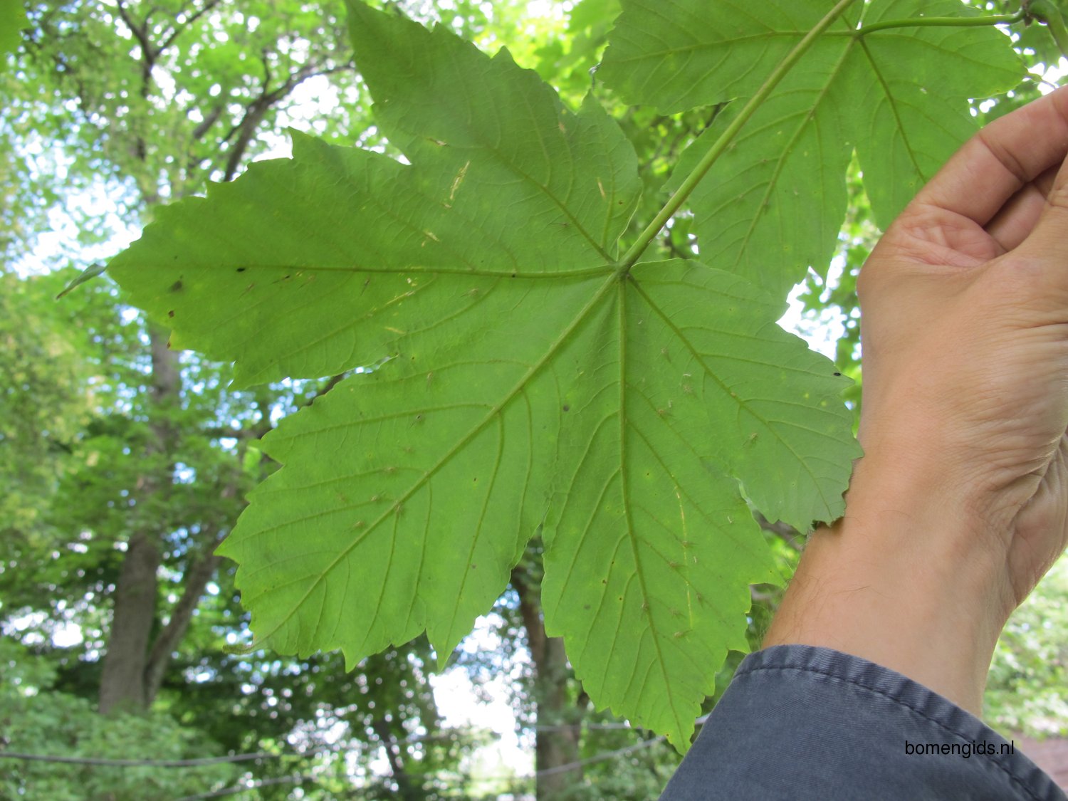 Herken de boomsoort NL: Gewone esdoorn; Latin: Acer pseudoplatanus; UK ...