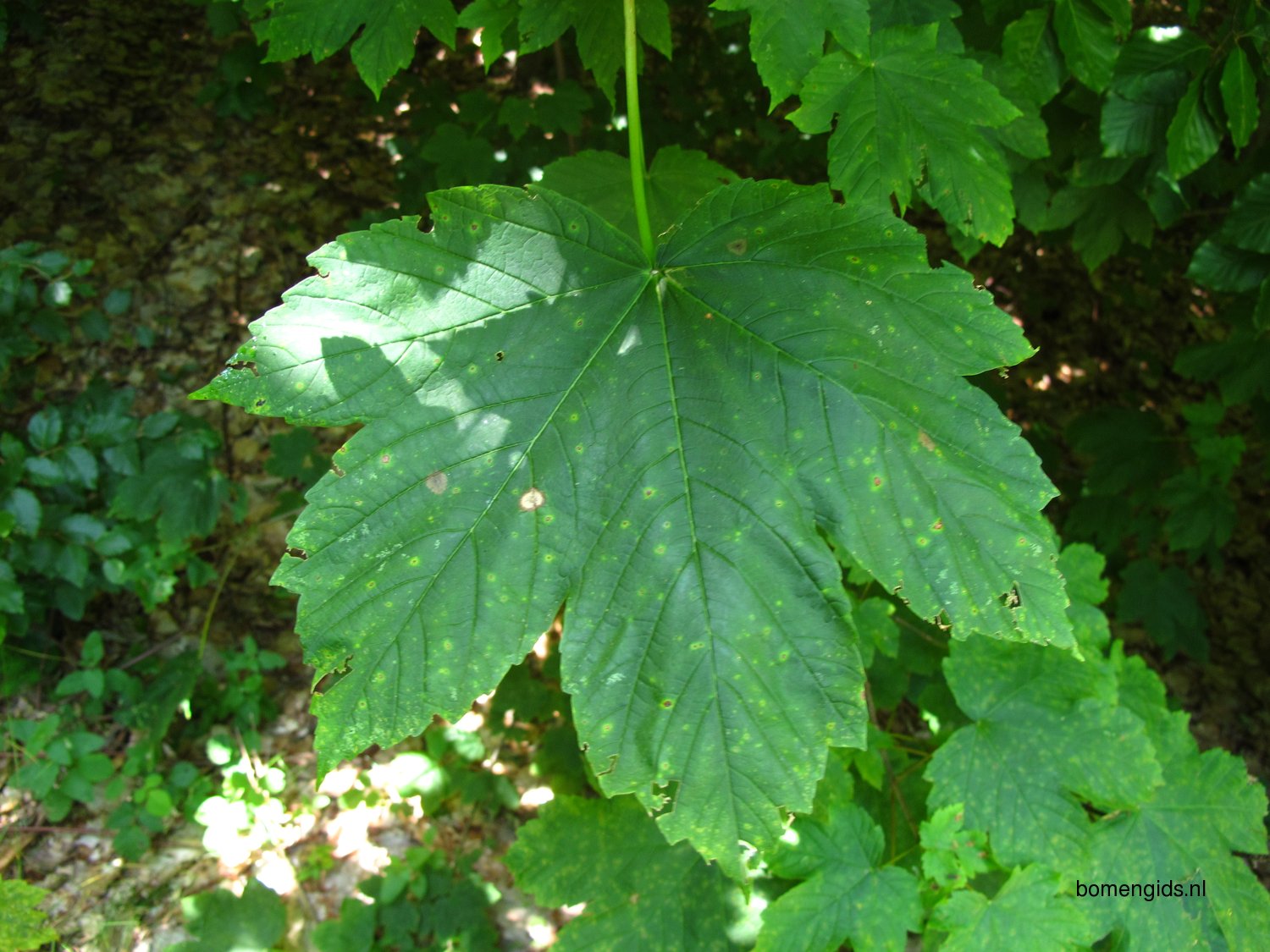 Herken de boomsoort NL: Gewone esdoorn; Latin: Acer pseudoplatanus; UK ...