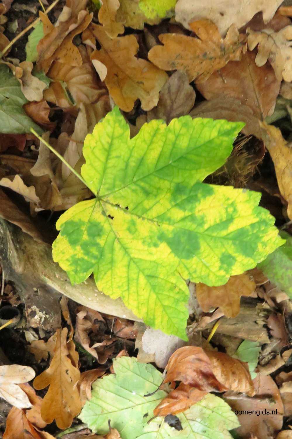 Herken de boomsoort NL: Gewone esdoorn; Latin: Acer pseudoplatanus; UK ...