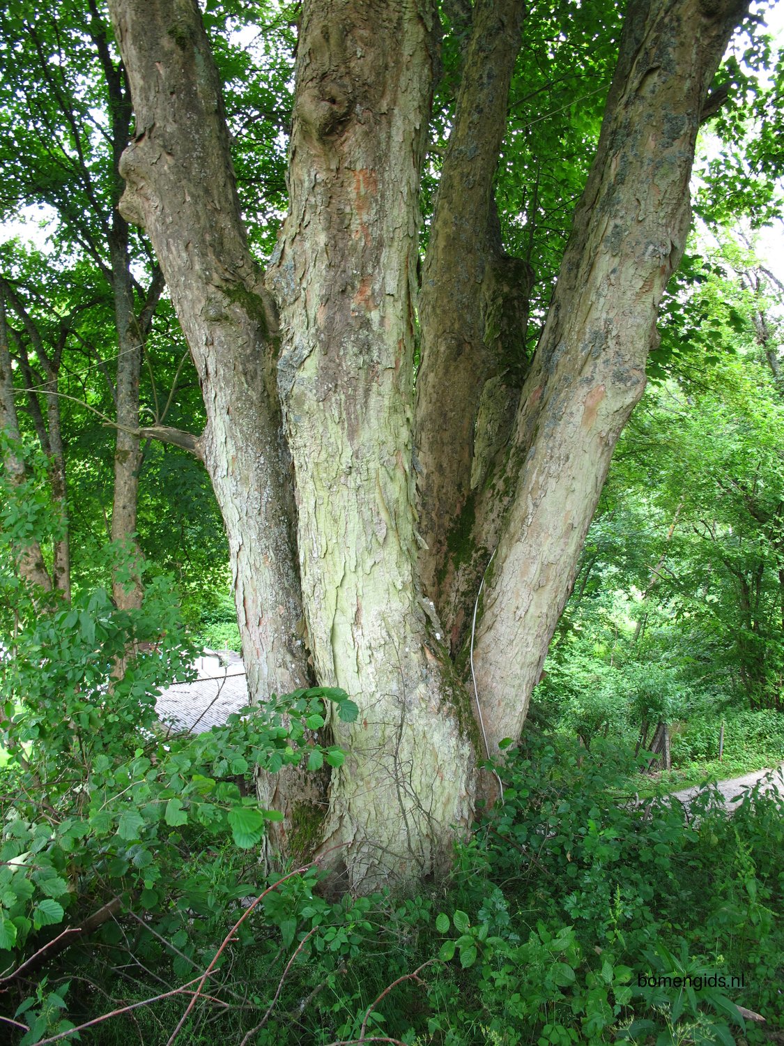 Herken de boomsoort NL: Gewone esdoorn; Latin: Acer pseudoplatanus; UK ...