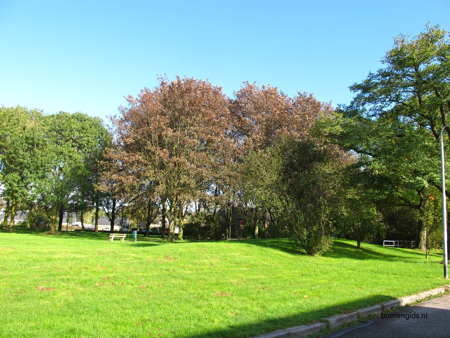Herken de boomsoort NL: Gewone esdoorn; Latin: Acer pseudoplatanus; UK ...