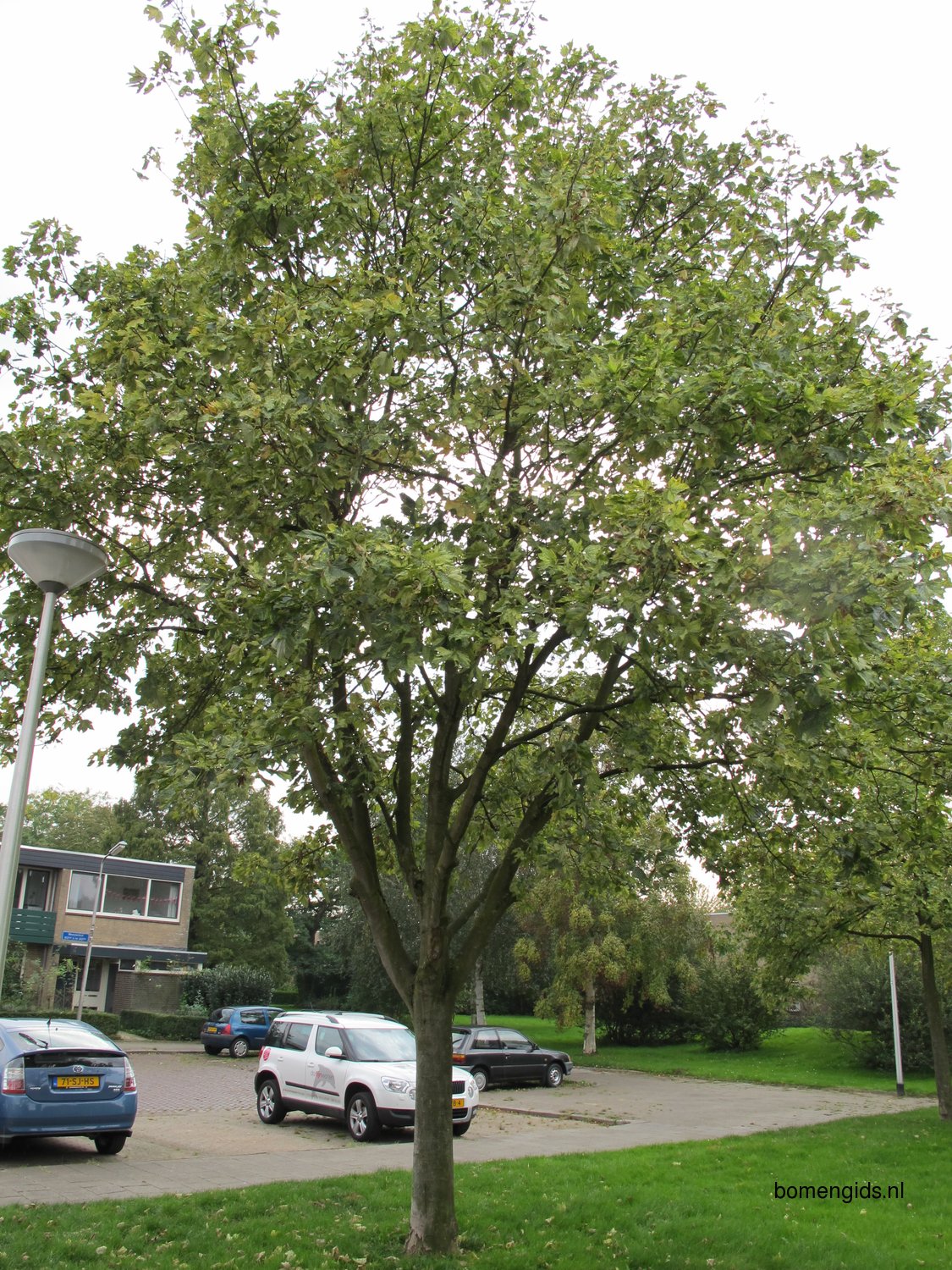 Herken de boomsoort NL: Gewone esdoorn; Latin: Acer pseudoplatanus; UK ...