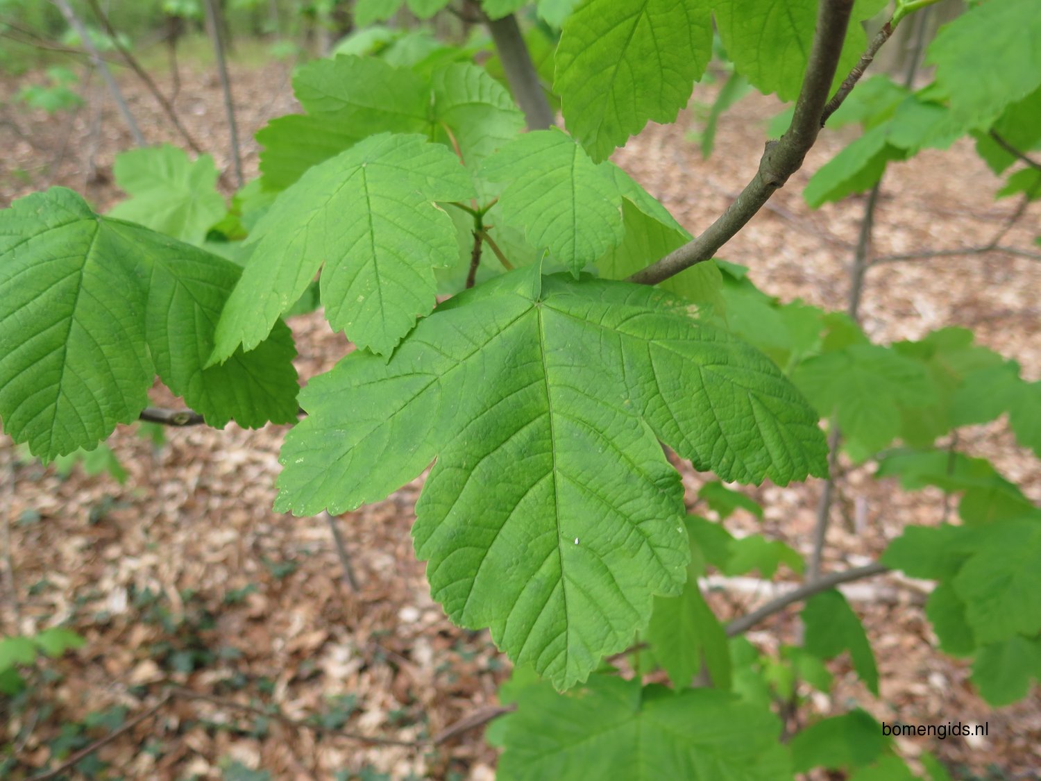 Herken de boomsoort NL: Gewone esdoorn; Latin: Acer pseudoplatanus; UK ...