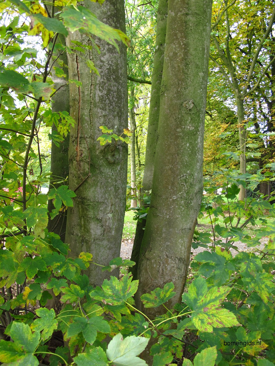 Herken de boomsoort NL: Gewone esdoorn; Latin: Acer pseudoplatanus; UK ...